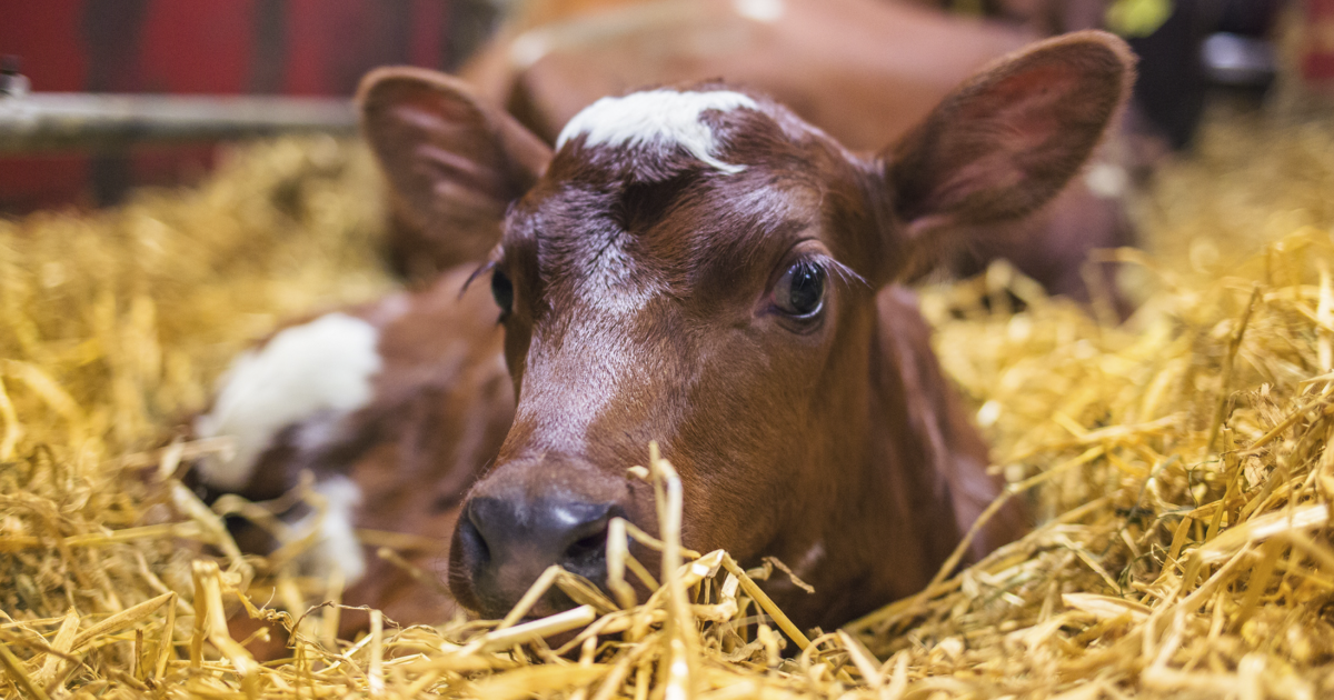 Norske melkekyr i verdenstoppen