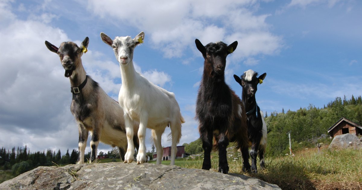 Geita – et spennende dyr!