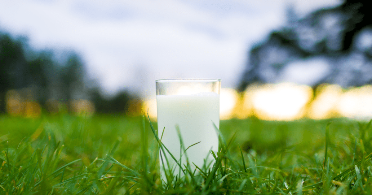 Melk og bærekraft