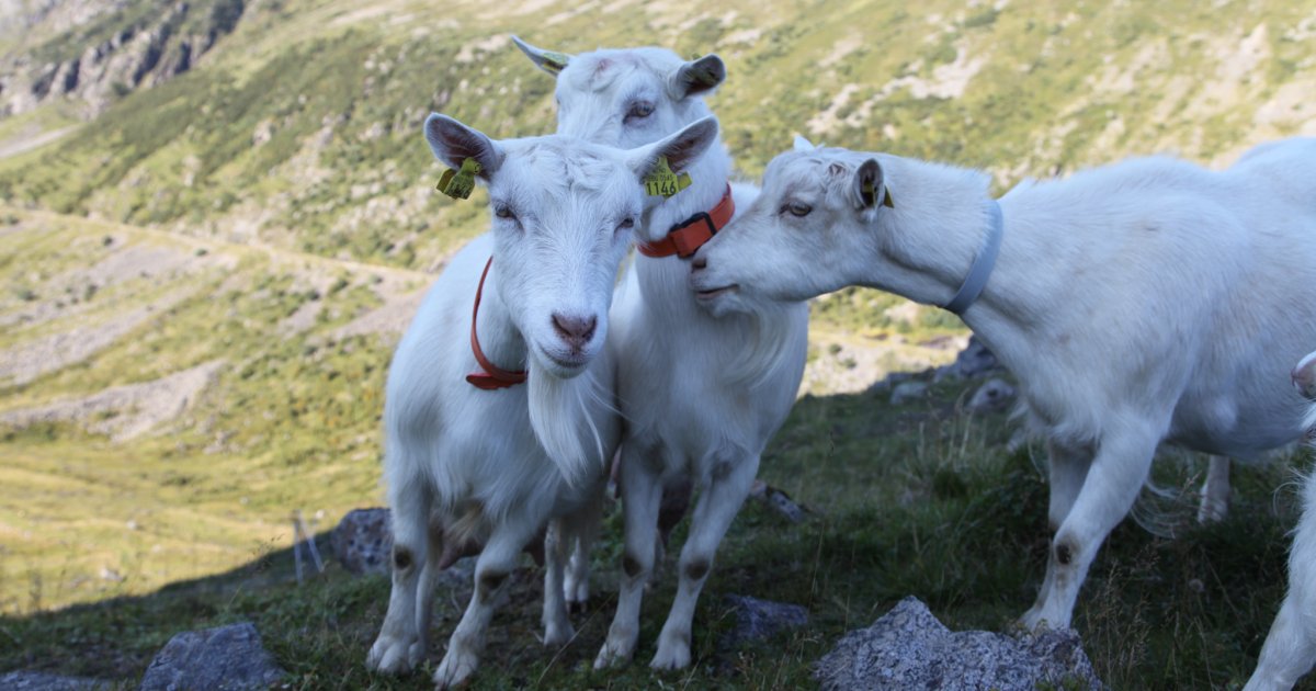 TINE Ekte Hvit Geitost – ny ost på 100 % geitemelk