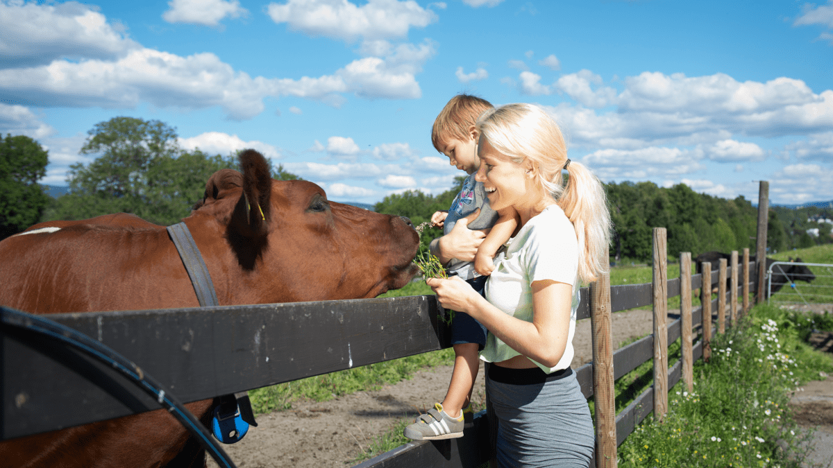 TINE® Helmelk 3,5 % fett